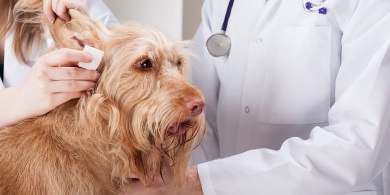 How to remove ticks on dogs' ears