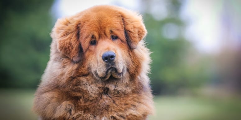 Tibetan dog names for a male and female dog and what they mean