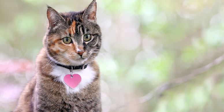 The 40 most popular cat names in 2021