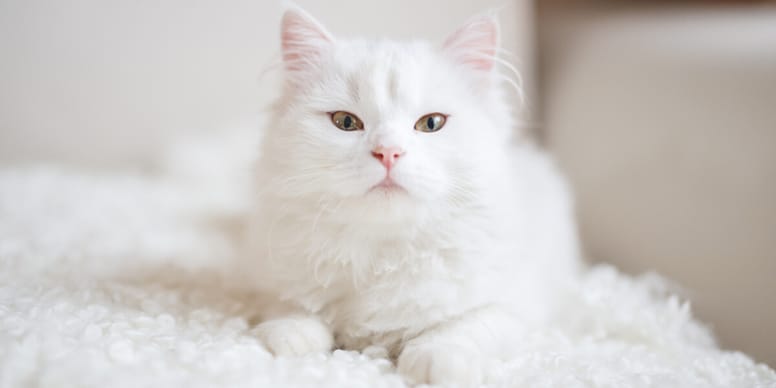 25 great name ideas for a white cat