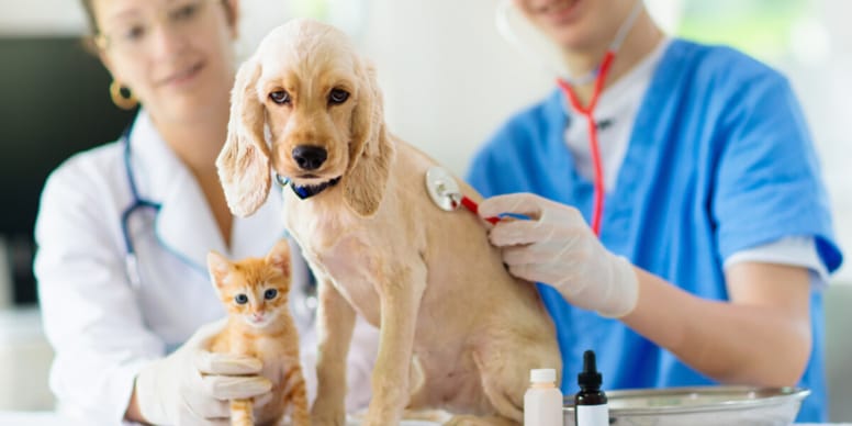Pet doctors: price, qualifications and important facts