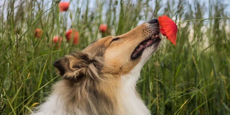 Cane con muso lungo? Ecco 10 razze che fanno per te!