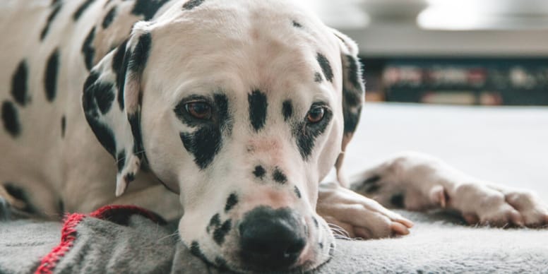 E. coli in dogs: symptoms, causes and treatments