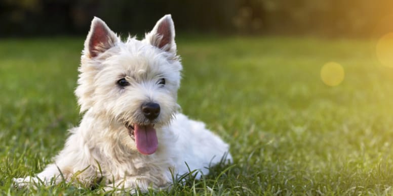 Addison’s disease in dogs