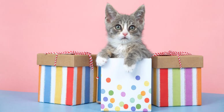 Cumpleaños de gato: ideas para un festejo inolvidable