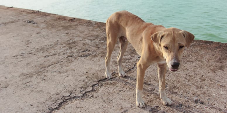 Anorexia in dogs