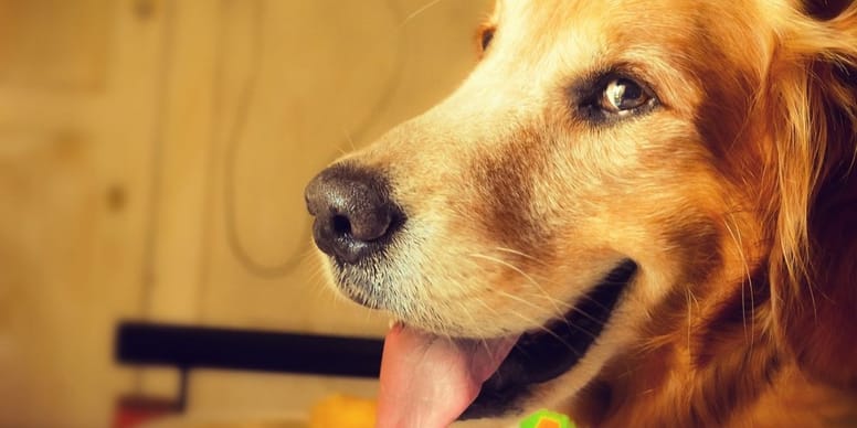 Castrazione o sterilizzazione? Differenze e quale scegliere