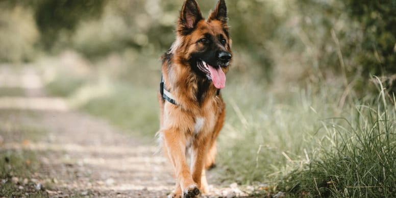 German Shepherd cross: 10 adorable GSD mix breeds