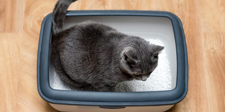 Quante volte fa la cacca un gatto?