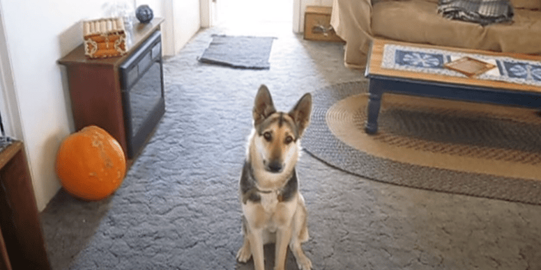 Dog shows off acting skills with play dead trick that's worthy of an Oscar