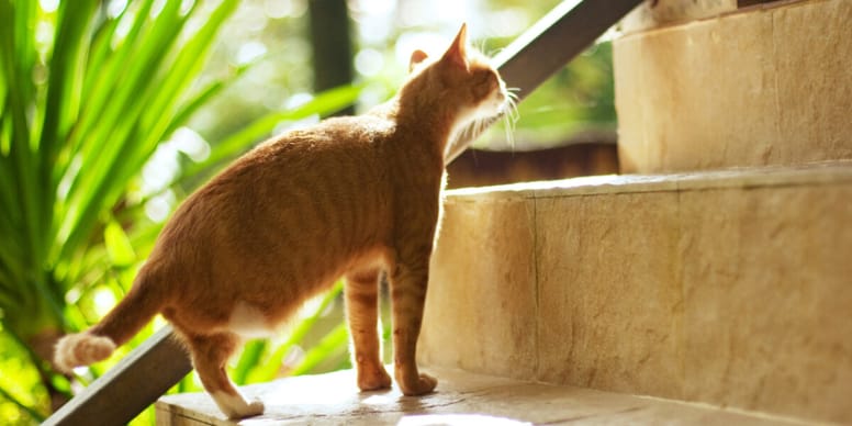 Amputation in cats: How to care for your feline friend