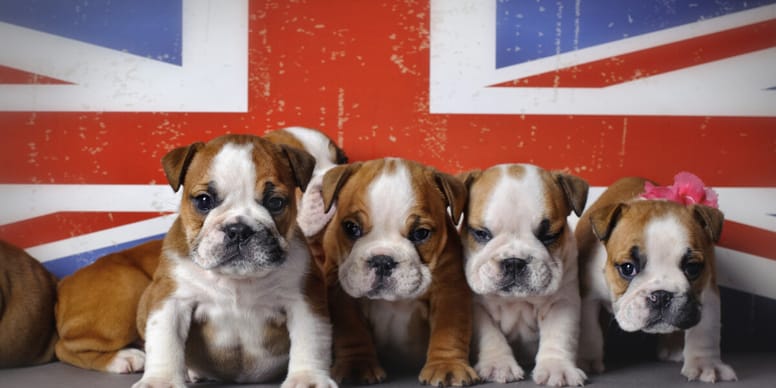 British dog breeds: English Bulldog, Beagle and many more | Wamiz