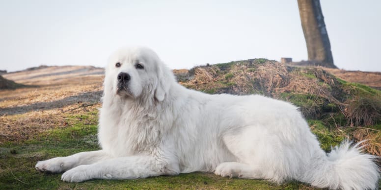 Polish dog breeds