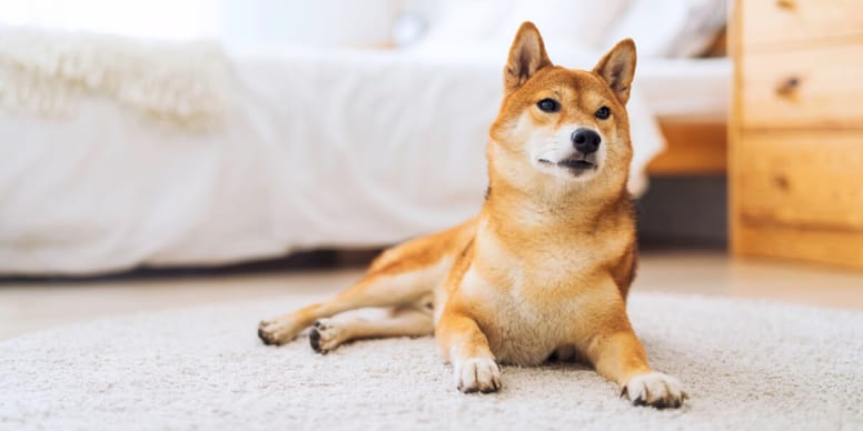 Popular Asian dog breeds