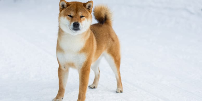 Japanese dog breeds: Akita Inu, Shiba Inu, Kai Ken and more | Wamiz