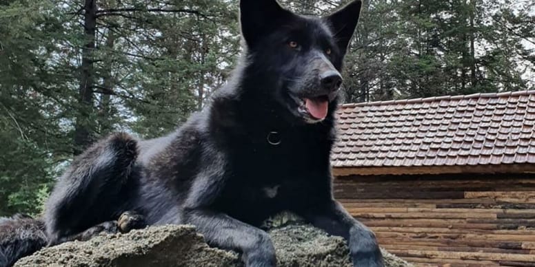 Perro calupoh: características de esta raza mexicana