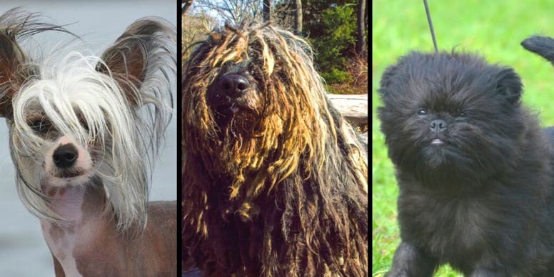 Razze di cani particolari: le 11 più sorprendenti!