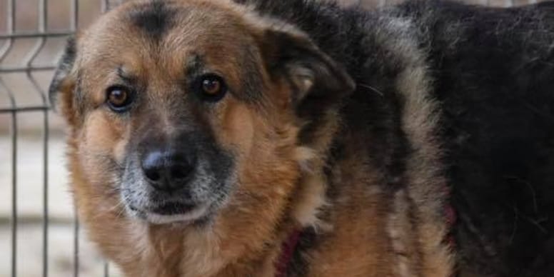 After 11 years at shelter, life for senior German Shepherd takes a ...
