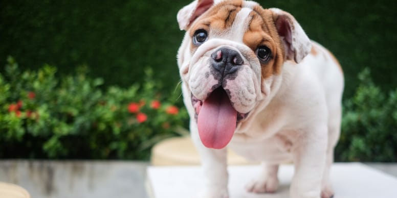 Best temperament dogs: 6 dog breeds who have the best temperament