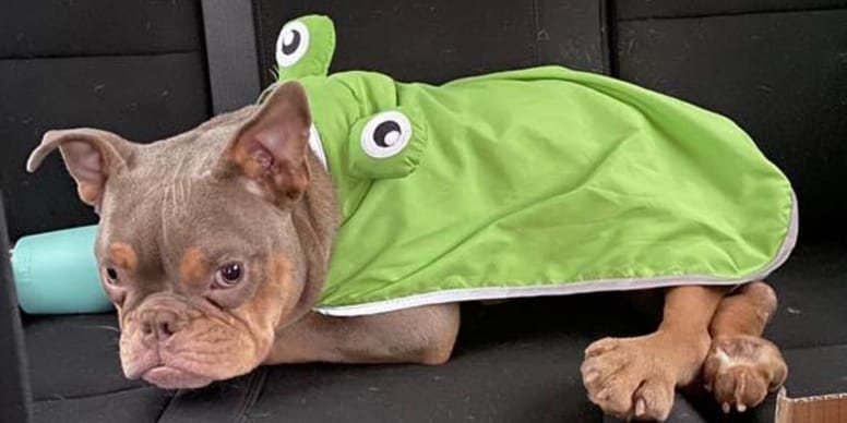 Bulldog with disabilities arrives at new forever home but is left ...