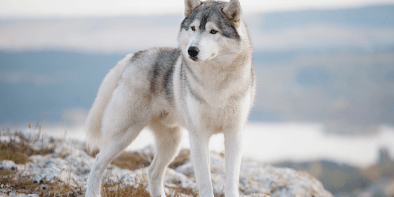 Russian dog breeds: From the Siberian Husky to the Caucasian Ovcharka