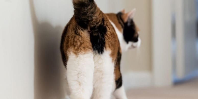 Why do cats show their butt: All you need to know about this behaviour