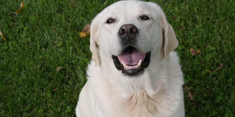 Can a dog lie? A new study has found that dogs can, in fact, lie