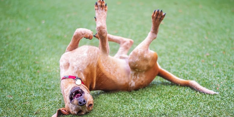 Hongos en perros: causas, síntomas y tratamiento