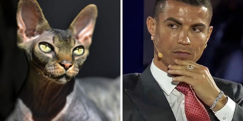 Cristiano Ronaldo: Disastrous news about his Sphynx cat Pepe