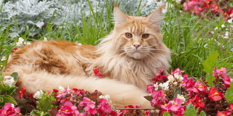 Creating a cat friendly garden: 10 ways to keep your cat safe | Wamiz