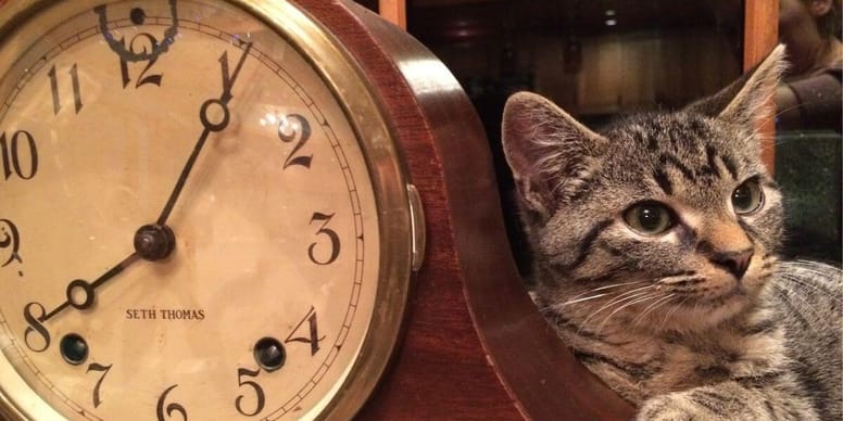 Do cats understand time? | Wamiz