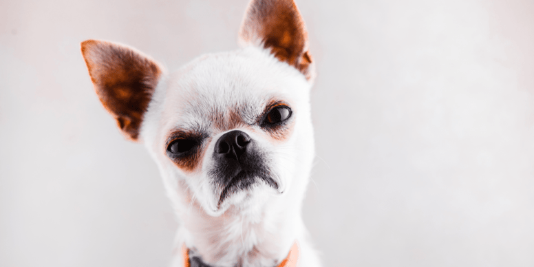 A cara de perro, significado de esta expresión popular