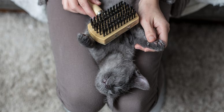 The best cat brushes in 2024 for daily brushing or matted fur