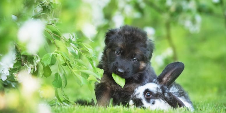 Introduce a rabbit to your dog in five easy steps