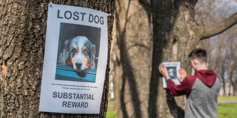 What to do if your pet is lost or missing