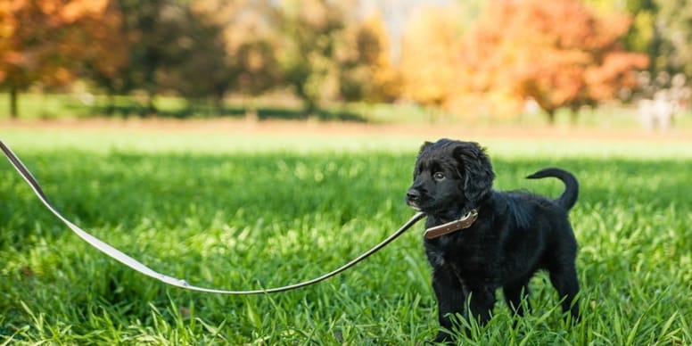 How to walk my puppy for the first time: Steps for success