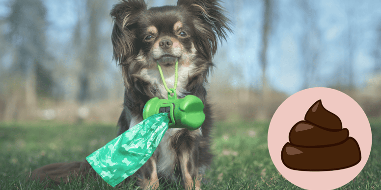 Caca de perro: ¿por qué es tan importante recogerla?