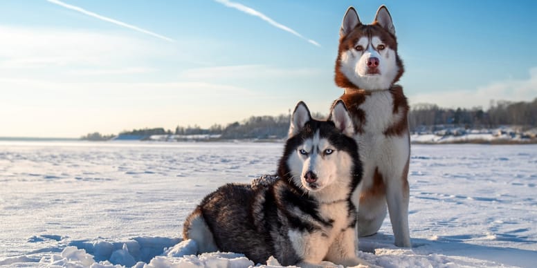 10 razas de perros que parecen lobos: descubre sus nombres, tamaños y ...
