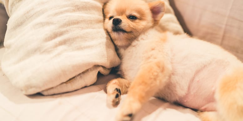 Lipoma nel cane: cause e cure | Wamiz