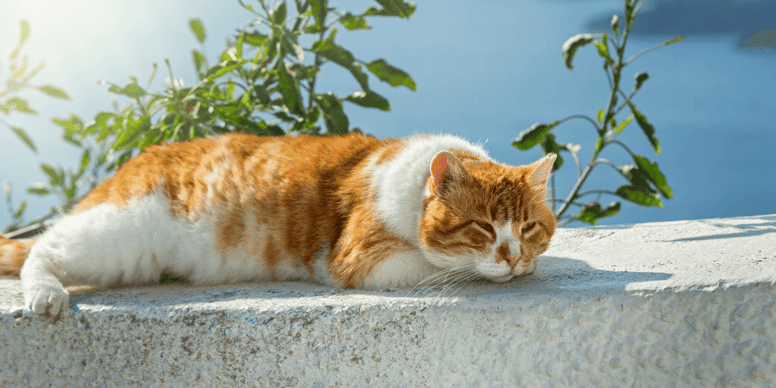 Sun protection for cats: Can cats get sunburn?