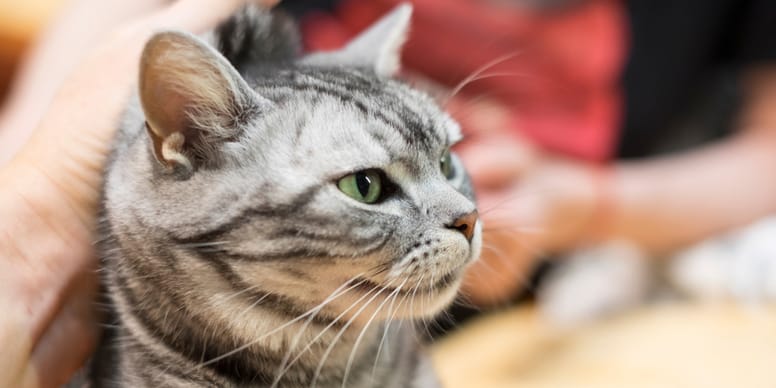 Scruffing a cat: Why you shouldn’t pick up your cat by their neck