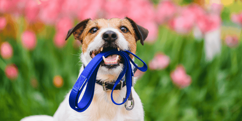 Dog leads: Choosing the right one for your pet