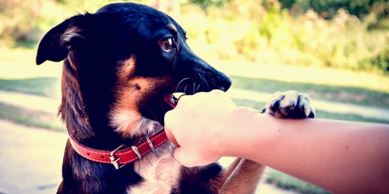 Morso di cane: cosa fare per evitare incidenti? | Wamiz