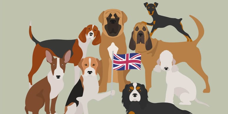 Engelse hondenrassen: van Airedale tot Yorkie