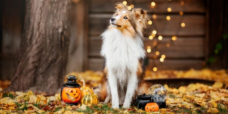 Celebrate Halloween with your dog with these 3 ideas