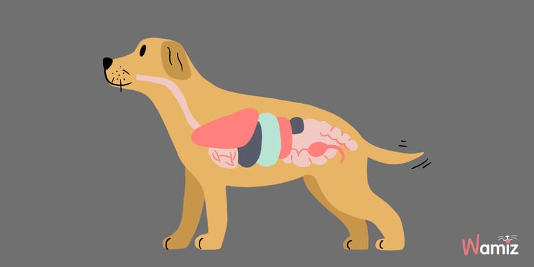 Anatomia psa – części ciała, szkielet, organy