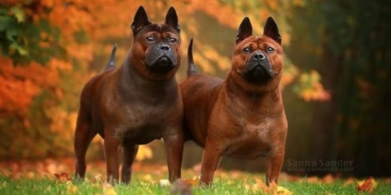 Cane cinese Chongqing: caratteristiche e prezzo | Wamiz