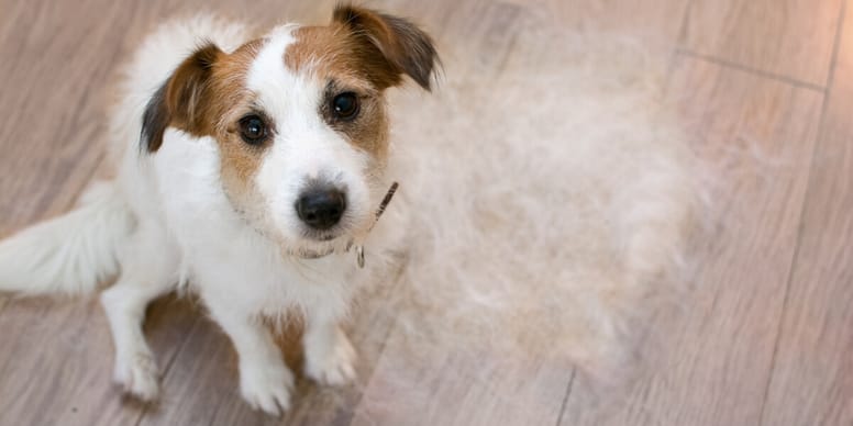 Łysienie u psa: co może oznaczać i jakie są jego przyczyny?