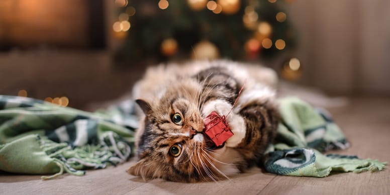 Regalos para amantes de los gatos originales y baratos