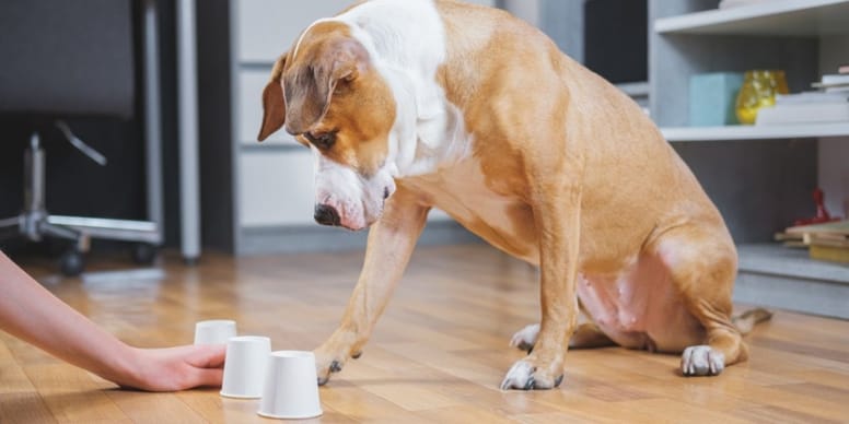Six of the most efficient dog training games